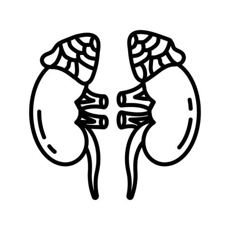 160 項adrenal Cortex 插圖照片檔、圖片和免版稅影像 Istock
