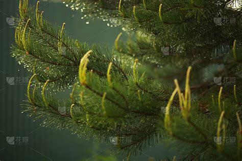 云杉的分支