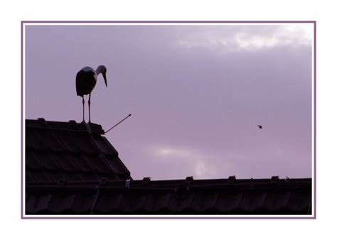 Gast Für Eine Nacht Foto And Bild Tiere Wildlife Wild Lebende