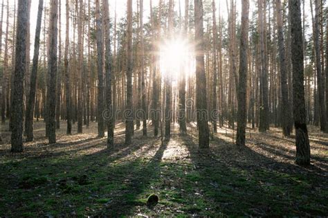 Sunrise In A Pine Forest In The Autumn Monochrome Photo Stock Photo