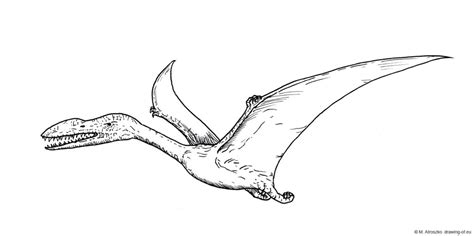 Drawing Of Pterosaur Line Art Illustrations