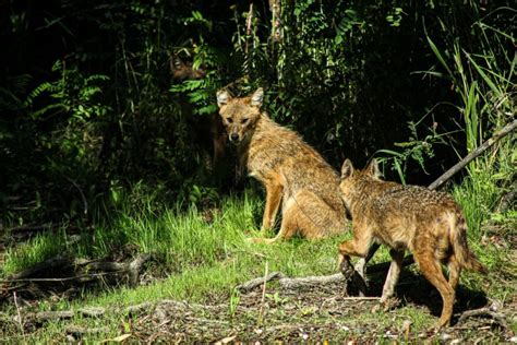 Aparece un Chacal Dorado en Álava