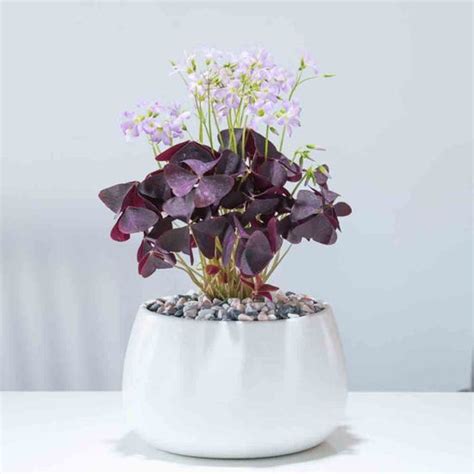 Houseplant Oxalis Triangularis 12cm Potted Plant X 1 Robert Dyas
