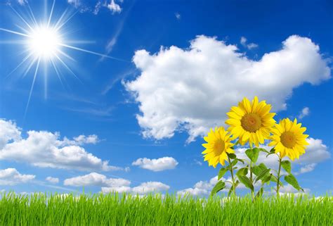 Scenery Sky Sunflowers Grass Clouds Sun Hd Wallpaper Rare Gallery