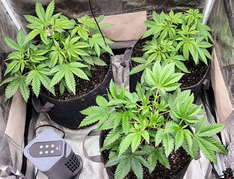 Ice Pie X Raspberry Boogie Mosca Seeds R Va Homegrown