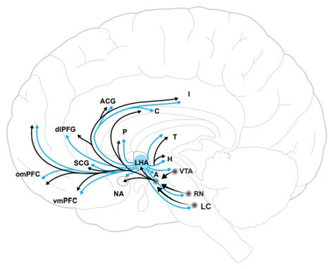 Neurobiology Of The Orexin System And Its Potential Role In The