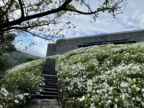 杜鵑滿開 萬金杜鵑推五大賞花秘境