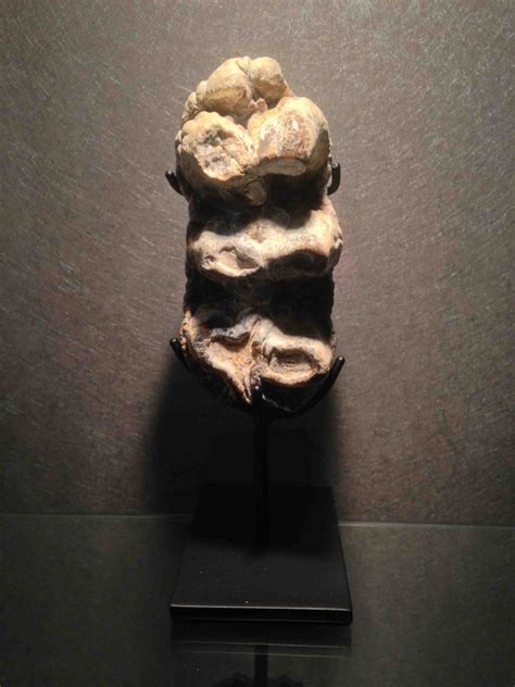 Platybelodon Tooth Members Gallery The Fossil Forum
