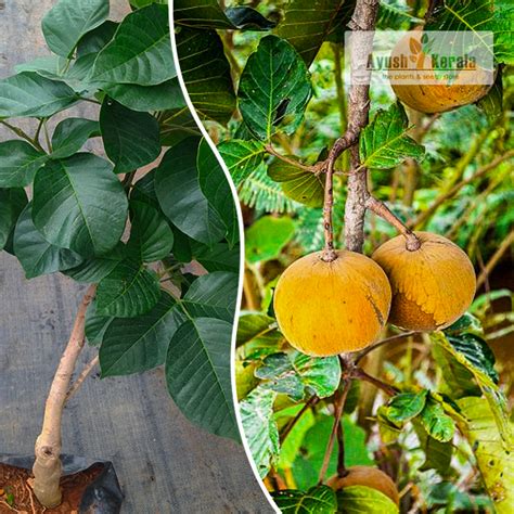 Bangkok Santol
