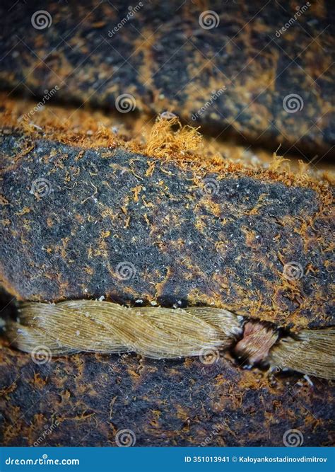 Macroscopic Examination Of Treated Calfskin Stock Image Image Of