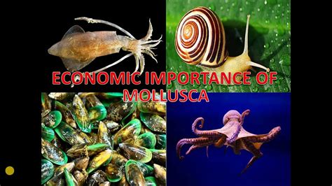 Economic Importance Of Mollusca By Balram Sain Youtube
