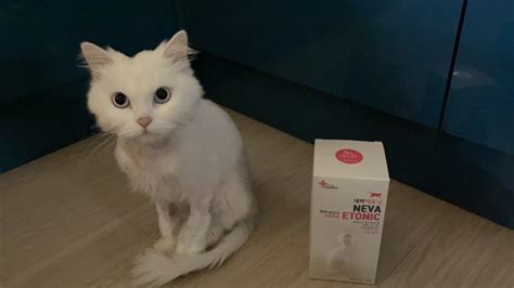 고양이종합영양제 네바에토닉 헤어볼 강추 고양이간식 고양이츄르간식 네이버 블로그