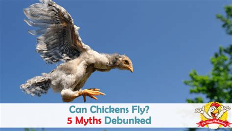 Can Chickens Fly Myths Debunked The Happy Chicken Coop