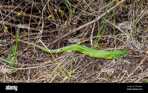 Western Green Lizard European Green Lizard Lacerta Bilineata Lacerta