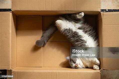 평면도 귀여운 고양이가 수평 구성으로 골판지 상자 안에 등을 대고 편안하게 누워 있습니다 0명에 대한 스톡 사진 및 기타 이미지 0명 가축 고양이 새끼 Istock