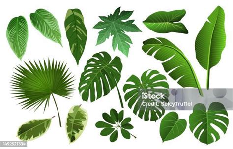 고사리 잎 바나나 야자수 몬스테라 사실적인 나뭇잎 하와이 열대 녹색 나무 단풍 철학자 이국적인 식물이 있는 정글 장식용 식물학 요소 벡터 3d 격리 그림 녹색에 대한 스톡