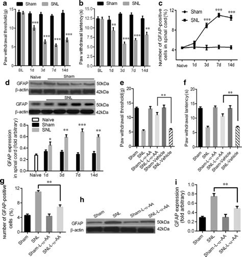 Effect Of Spinal Nerve Injury On Astrocyte Activation In Ipsilateral