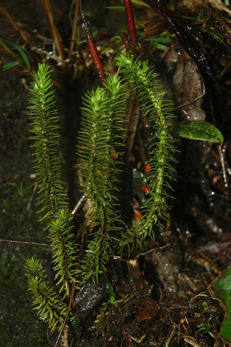 Huperzia Selago Lycopodiaceae