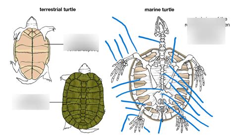 9 Turtle Skeleton Diagram Quizlet