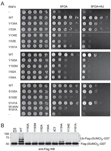 Ring Dimerization Is Required For A Functional Rnf4 Protein In Vivo Download Scientific Diagram