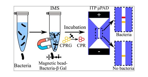Rapid Bacteria Detection At Low Concentrations Using Sequential