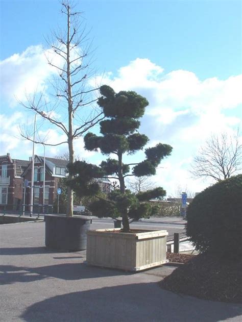 Pinus Parviflora Glauca Bonsai Nederhoff Plant