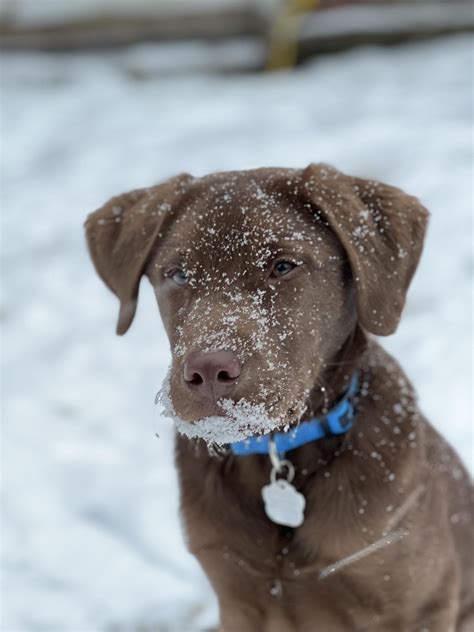Hank 17 weeks enjoying his first snow romp : r/labrador