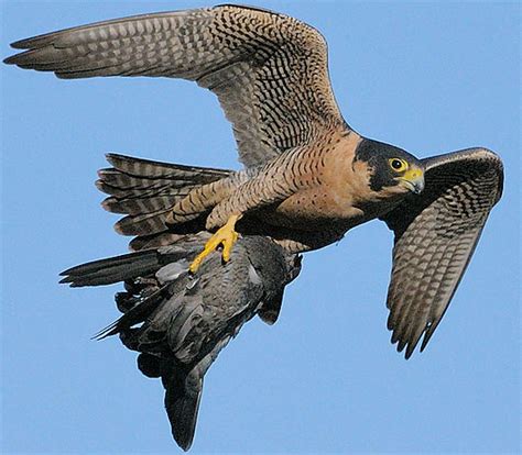 The Peregrine Falcon King Of Birds Wildlife Of World