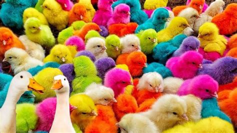 Catch Cute Chickens Colorful Chickens Rainbow Chicken Rabbits Cute