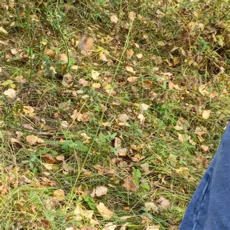 Участок 10 сот сельхоз снт или днп купить в Тюмени цена 650 000 руб дата размещения