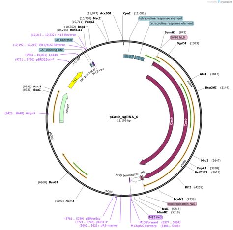 Addgene Pcas9sgrna0