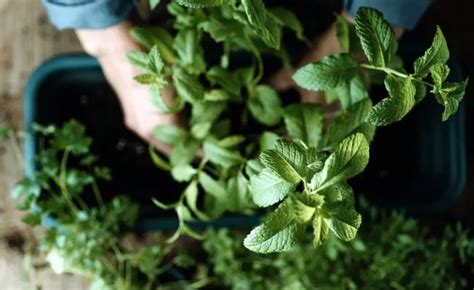 When To Plant Mint What You Need To Know Gardening Chief