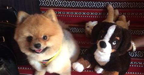 My Floof Pupper To The Front Page Album On Imgur