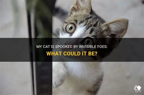 My Cat Is Spooked By Invisible Foes What Could It Be PetShun