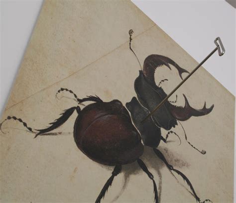 Pinned Bug By Pickleq86 On Deviantart
