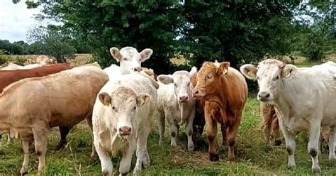 Icsa Meets With Icbf On Changes To Beef Breeding Indexes Icsa
