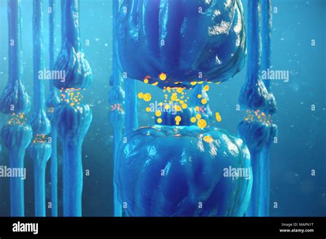 Die Synaptische Übertragung Menschliche Nervensystem Gehirn Synapsen