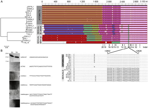 Phylogenetic Consensus Tree And Schematic Representation Of A Clustalw Download Scientific