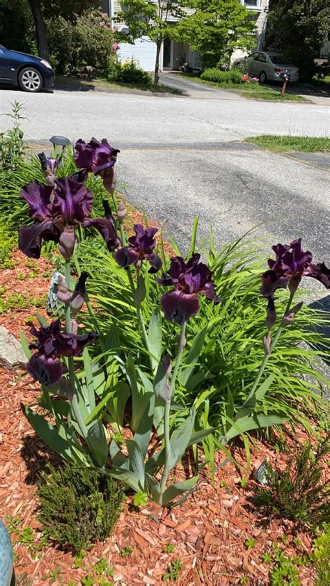 Goth Iris R Gothplants