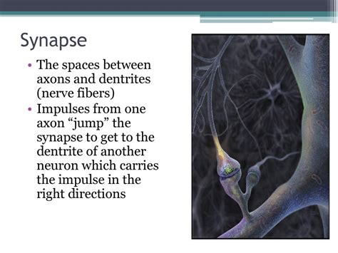 The Central Nervous System Ppt Download