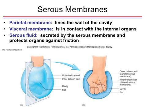 Serous Membrane Diagram