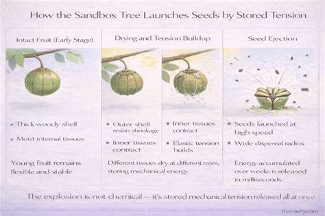Why The Sandbox Tree Turns Seed Dispersal Into An Explosion That Is Why