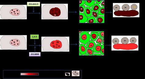 Model For Somatic To Embryonic Reprogramming And Cellular Download Scientific Diagram