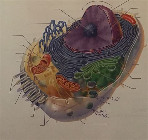 Aandp Lab Exam 1 Cell Diagram Quizlet