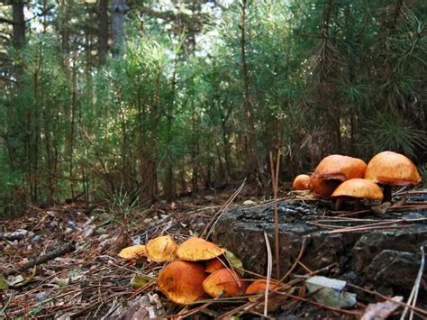 Грибы в Тверской области в 2023 году грибные места съедобные и ядовитые грибы фото карта 4