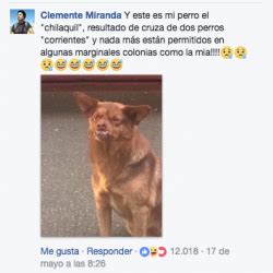 Chilaquil El Perro Que Conquistó El Internet