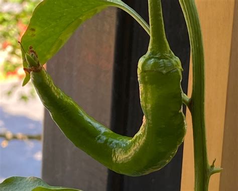 🌶 Why Are My Cheyenne Chilli Pepper Leaves Droopy
