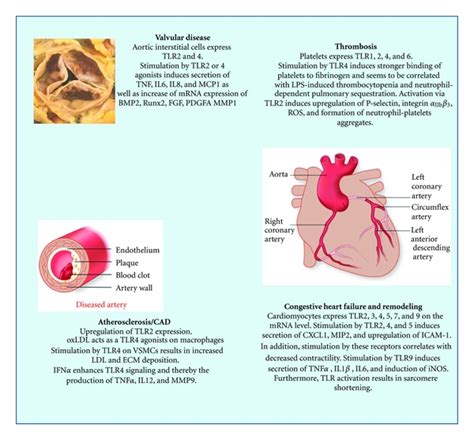 summary of current data implicating tlr signaling in various