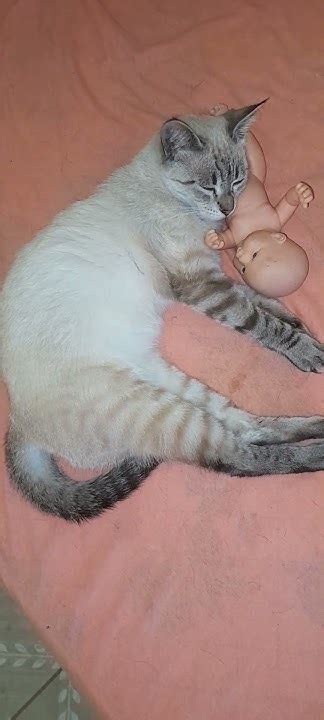 Meladinha Chott 🐯🐯🐯🧡🧡🧡 ️ ️👏👏👏👏🔥🔥🔥🔥🔥🌙🌙🌙 Youtube
