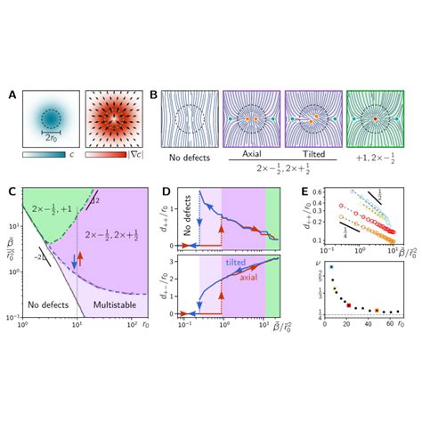 A Minimal Model Coupling Nematic Orientational To A Morphogen Gradient Download Scientific